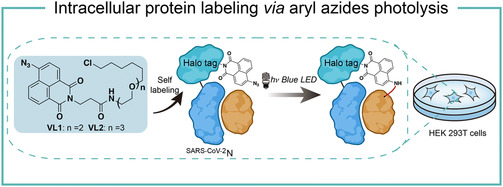 Visible-light-induced protein labeling in live cells with aryl azides ...