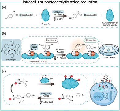 Visible-light-induced protein labeling in live cells with aryl azides ...