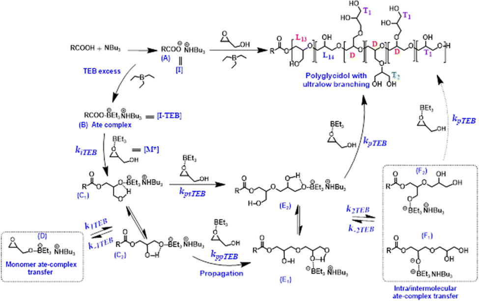 Quasilinear polyglycidols by triethyborane-controlled anionic ...