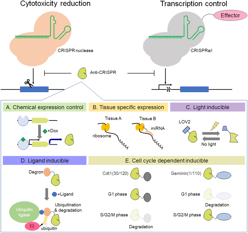 The history of genome editing: advances from the interface of chemistry ...