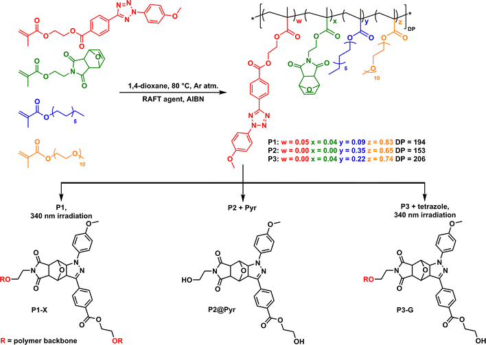 Simultaneously controlling conformational and operational stability of ...