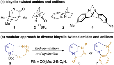 Modular synthesis of bicyclic twisted amides and anilines - Chemical ...