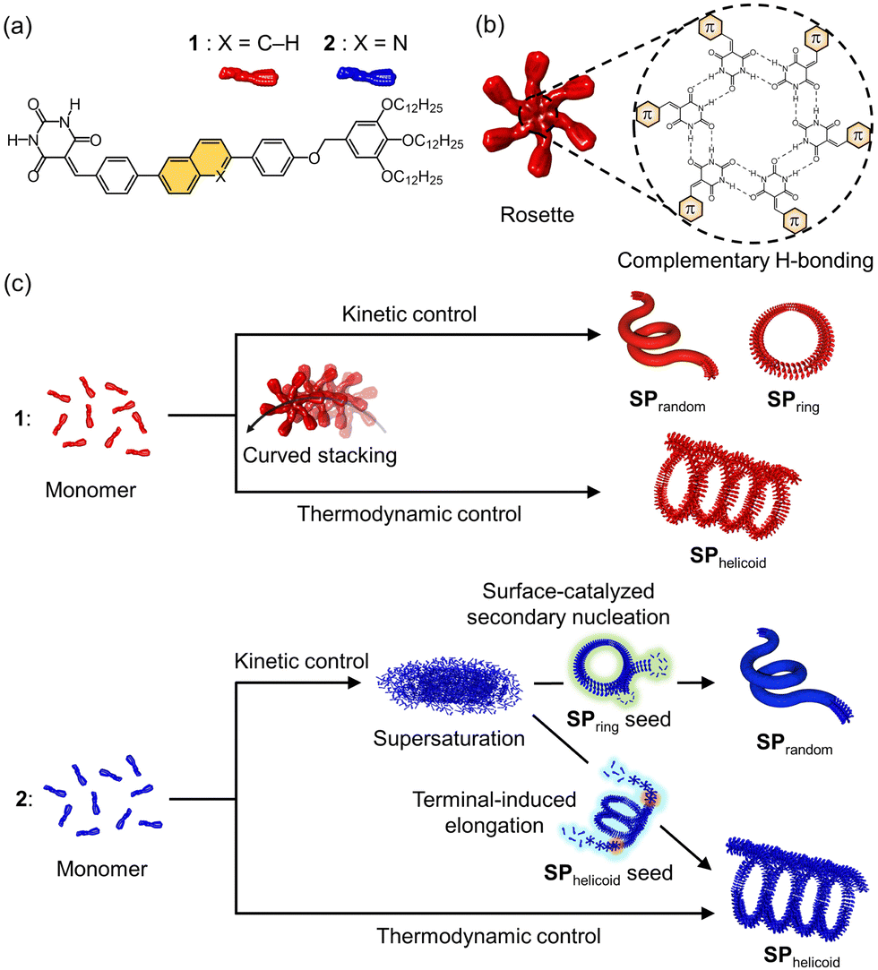 Distinct seed topologies enable comparison of elongation and secondary ...