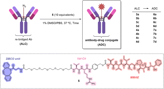 Disulfide re-bridging reagents for single-payload antibody-drug ...