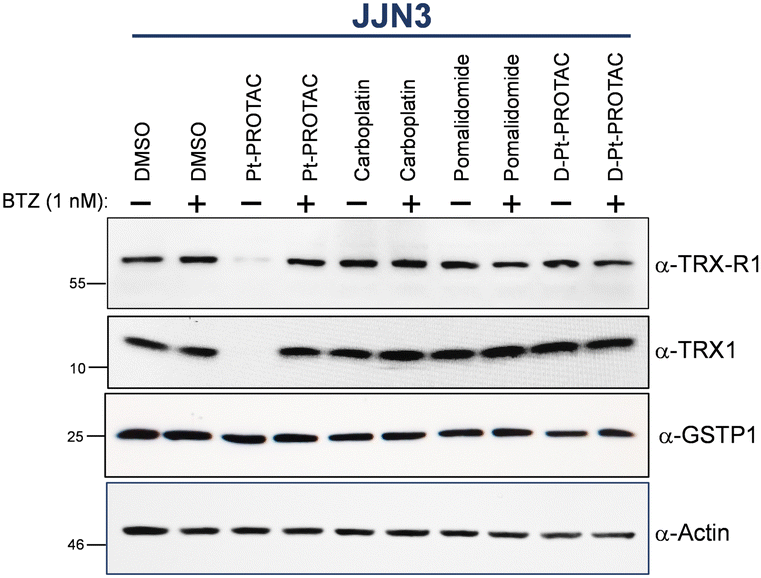 First-in-class metallo-PROTAC as an effective degrader of select Pt ...