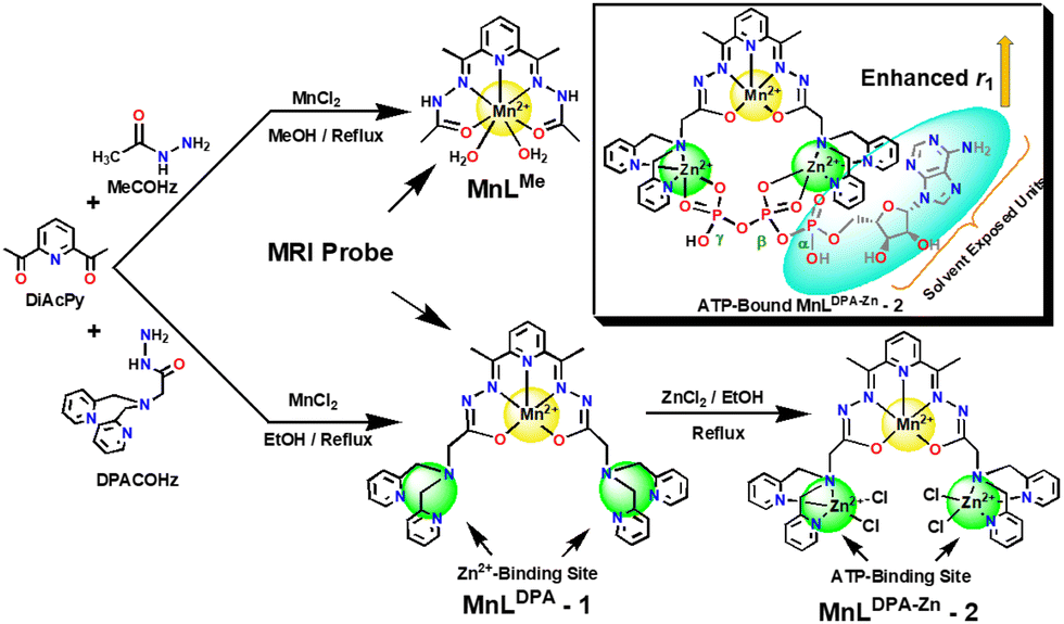 ATP-responsive Mn( ii )-based T 1 contrast agent for MRI - Chemical ...