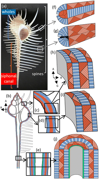 Departmental characterization of structural and mechanical properties ...
