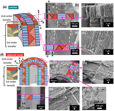 Departmental characterization of structural and mechanical properties ...