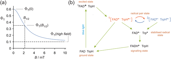 Magnetic field effects on radical pair reactions: estimation of B 1/2 ...