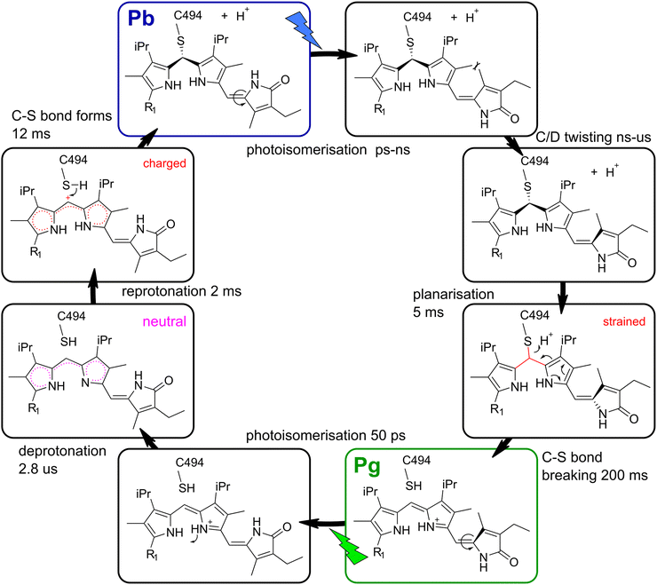 The molecular mechanism of light-induced bond formation and breakage in ...