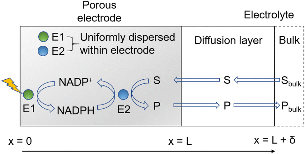 Design principles for a nanoconfined enzyme cascade electrode via ...