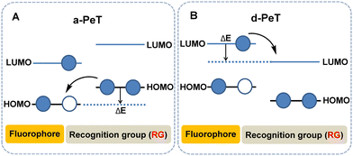 Photoinduced electron transfer (PeT) based fluorescent probes for cellular imaging and disease ...