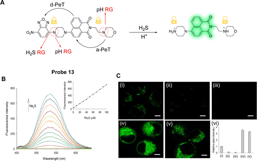 Photoinduced electron transfer (PeT) based fluorescent probes for ...