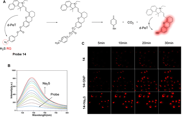 Photoinduced electron transfer (PeT) based fluorescent probes for ...