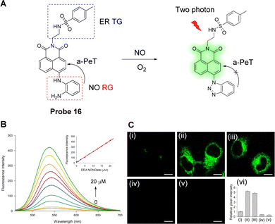 Photoinduced electron transfer (PeT) based fluorescent probes for ...