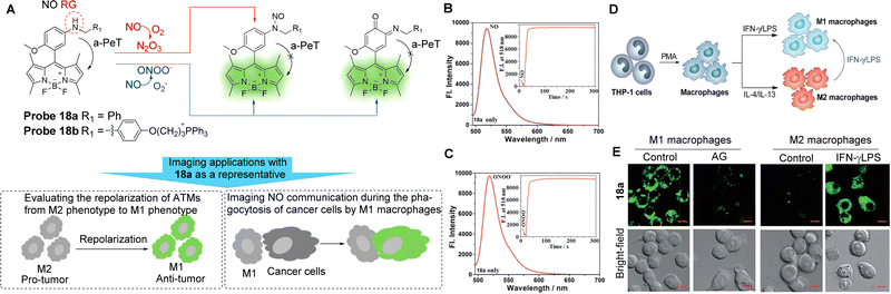Photoinduced electron transfer (PeT) based fluorescent probes for ...