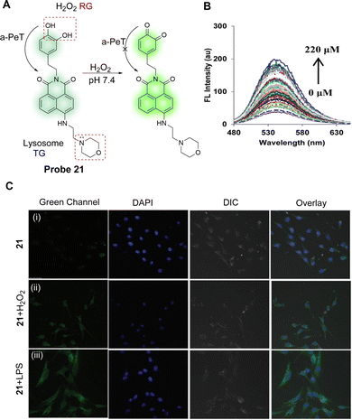 Photoinduced electron transfer (PeT) based fluorescent probes for ...