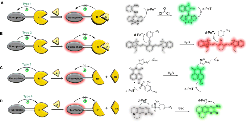 Photoinduced electron transfer (PeT) based fluorescent probes for ...