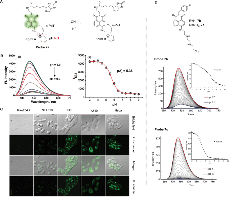 Photoinduced electron transfer (PeT) based fluorescent probes for ...