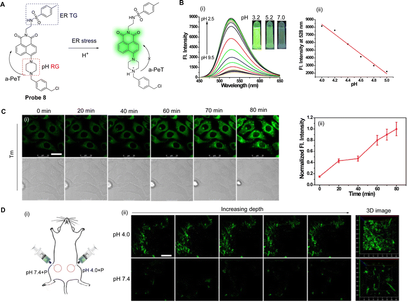 Photoinduced electron transfer (PeT) based fluorescent probes for ...