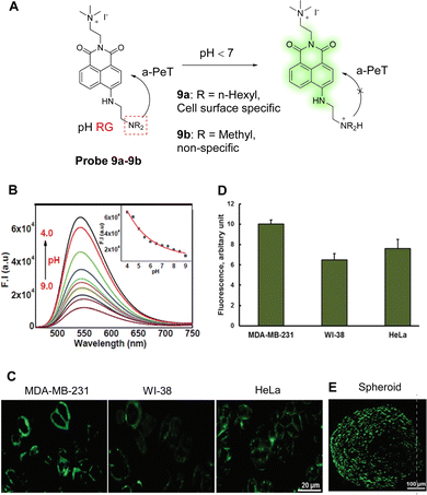 Photoinduced electron transfer (PeT) based fluorescent probes for ...