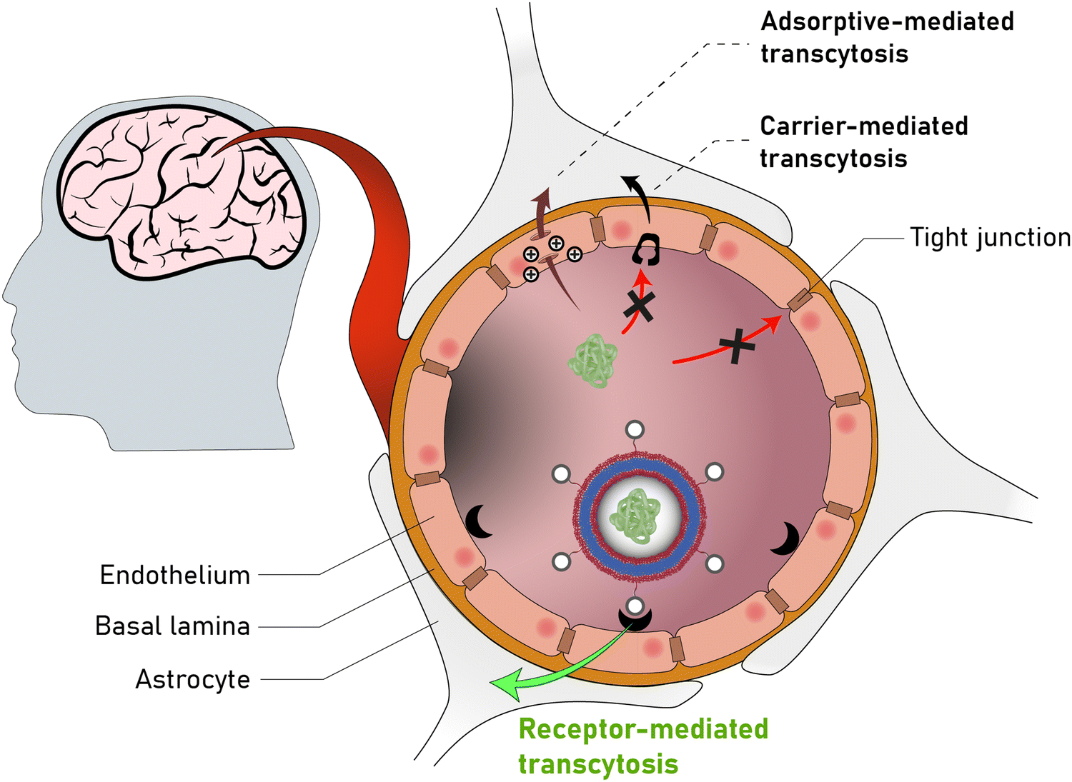 Polymersome-based protein drug delivery – quo vadis? - Chemical Society ...