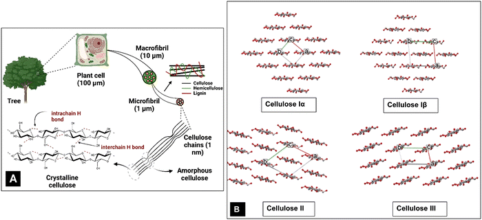Comparison and assessment of methods for cellulose crystallinity ...
