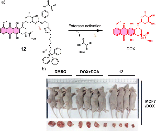 The design of small-molecule prodrugs and activatable phototherapeutics ...