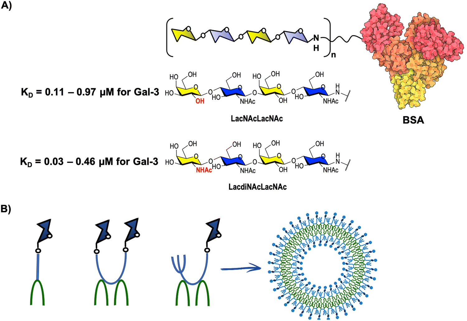 Campo Di Battaglia 4 Daniel Recker