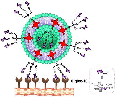 Multivalent glycosystems for human lectins - Chemical Society Reviews ...