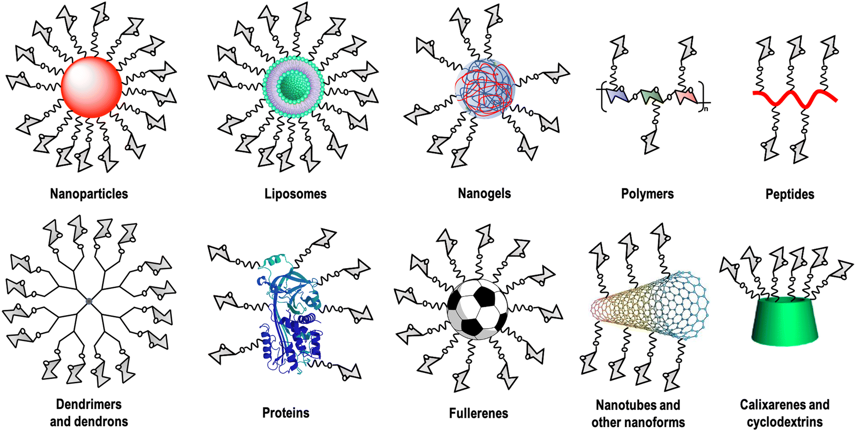 Multivalent glycosystems for human lectins - Chemical Society Reviews ...