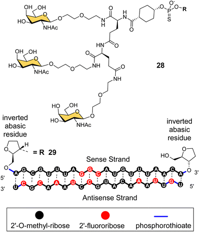 Targeted delivery of oligonucleotides using multivalent protein ...