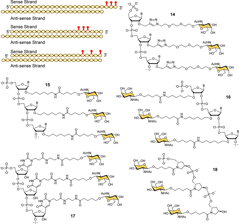 Targeted delivery of oligonucleotides using multivalent protein ...
