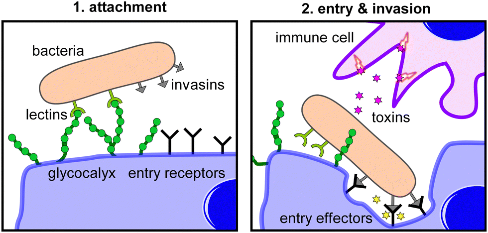 Glycopolymers against pathogen infection - Chemical Society Reviews ...