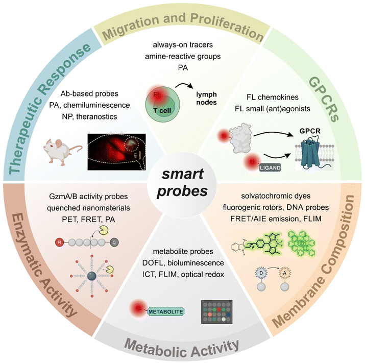 Smart probes for optical imaging of T cells and screening of anti ...