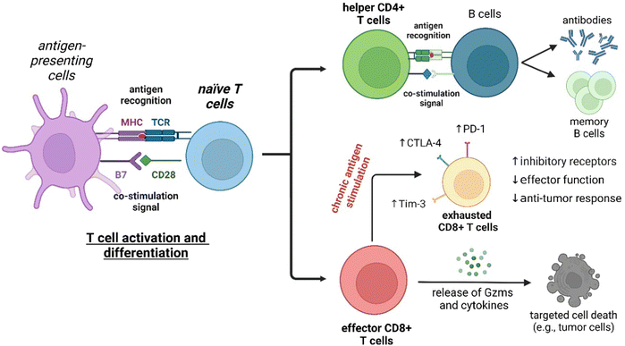 Smart probes for optical imaging of T cells and screening of anti ...