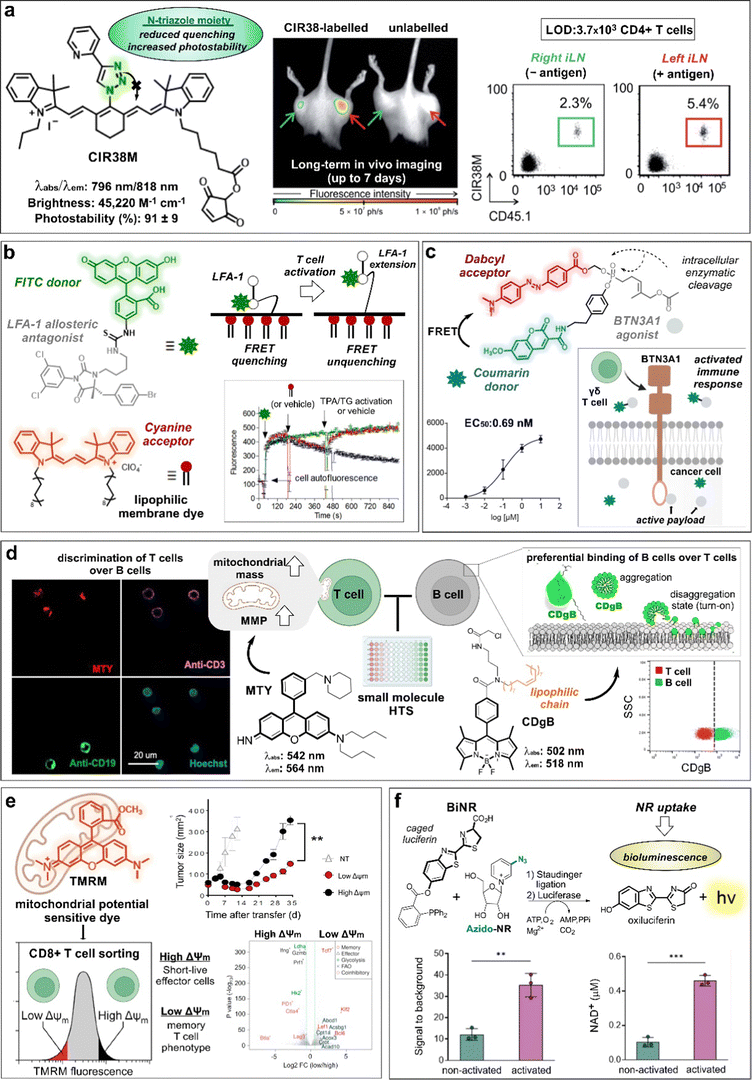 Smart probes for optical imaging of T cells and screening of anti ...