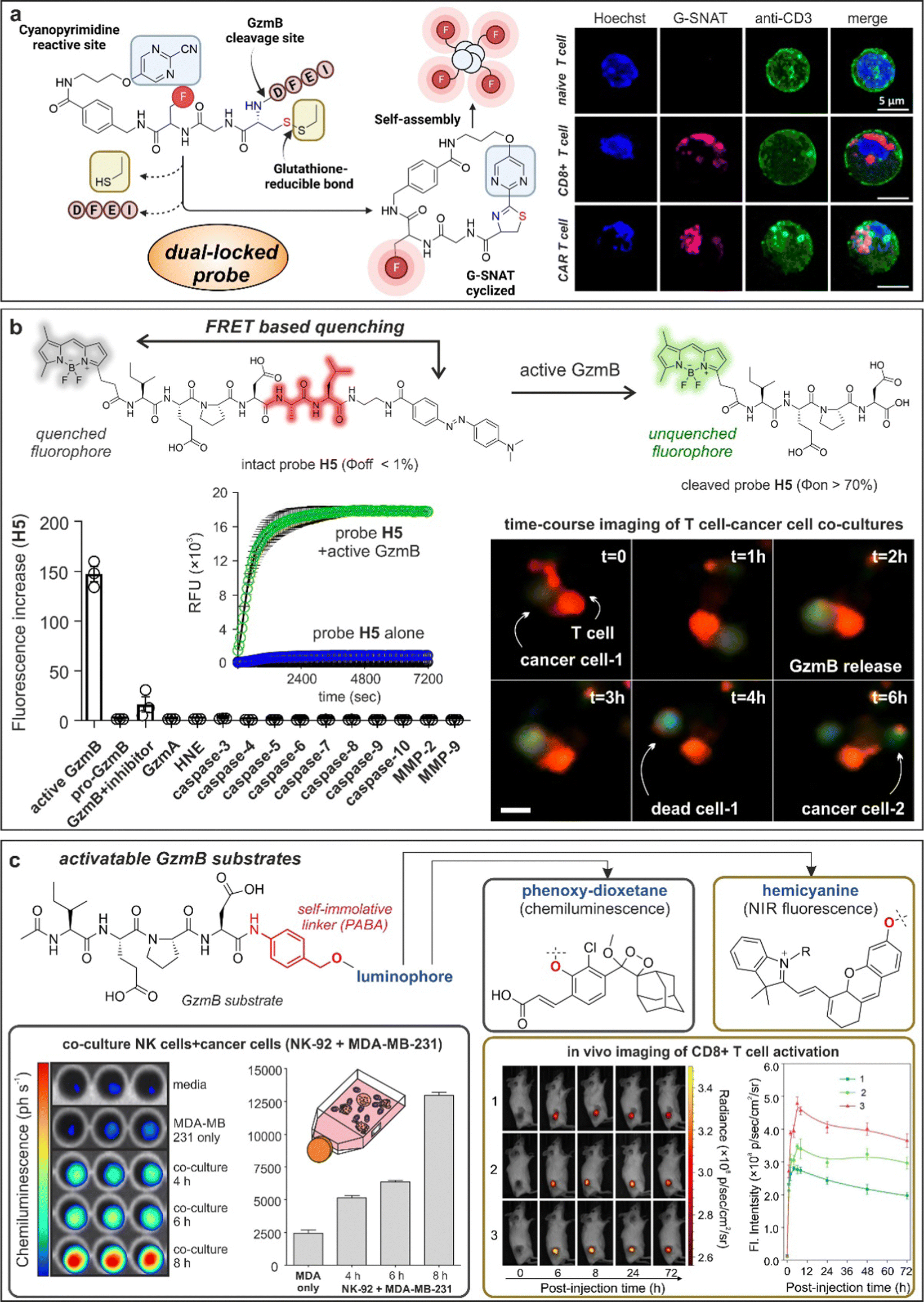 Smart probes for optical imaging of T cells and screening of anti ...