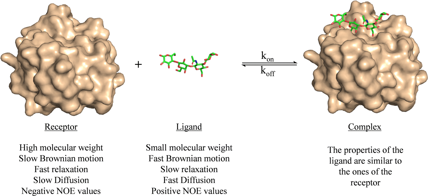 Exploring multivalent carbohydrate–protein interactions by NMR ...