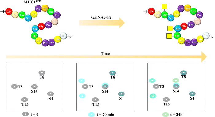 Exploring multivalent carbohydrate–protein interactions by NMR ...
