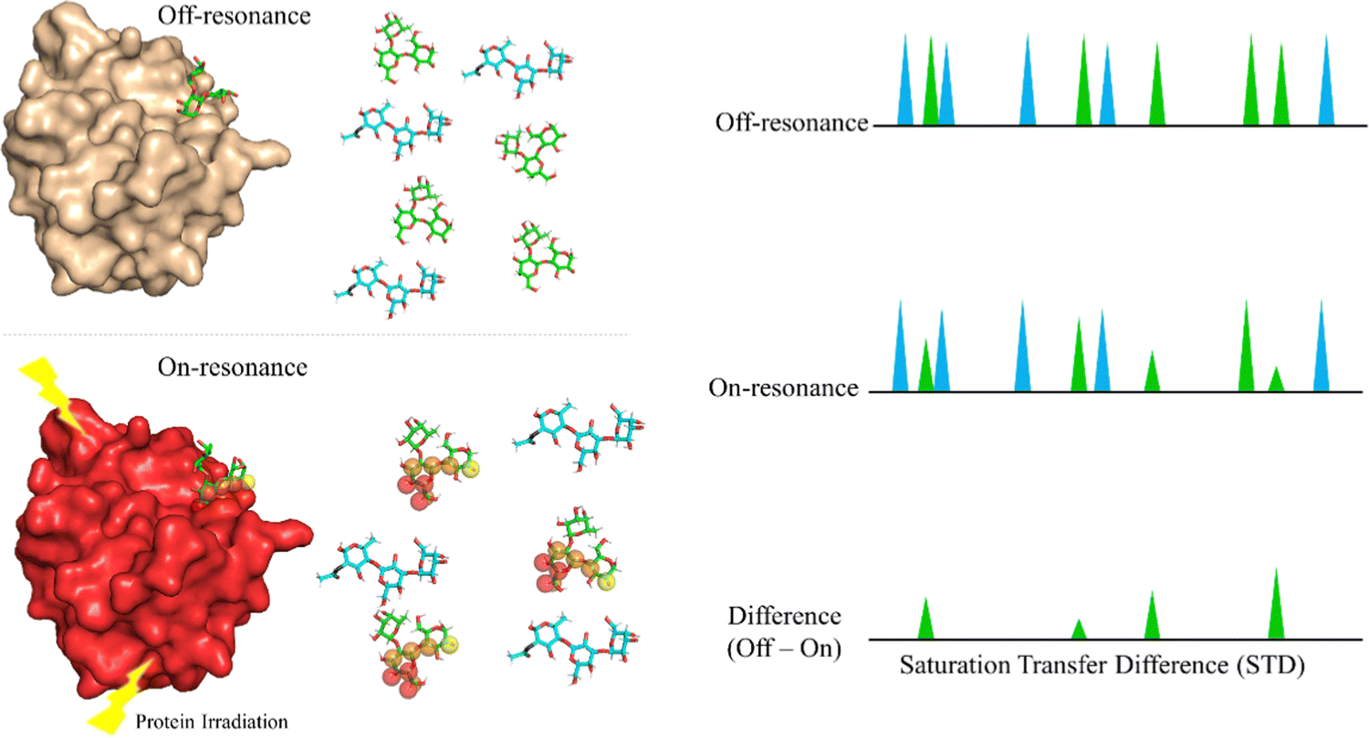 Exploring multivalent carbohydrate–protein interactions by NMR ...