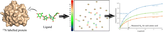 Exploring multivalent carbohydrate–protein interactions by NMR ...