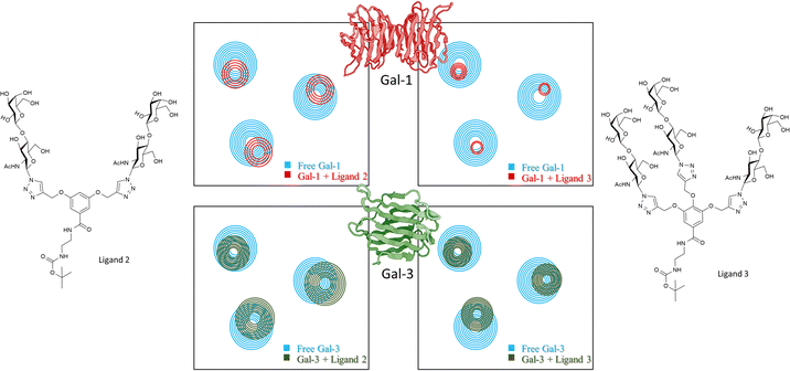 Exploring multivalent carbohydrate–protein interactions by NMR ...