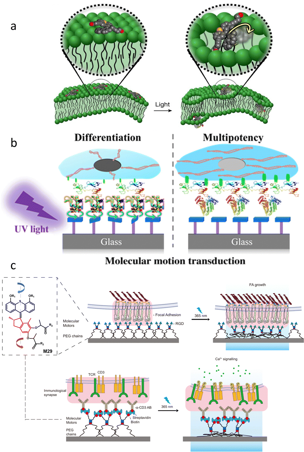 Enlightening dynamic functions in molecular systems by intrinsically chiral light-driven ...
