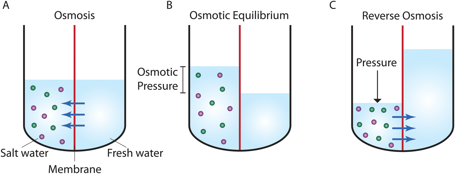 Equilibrium And Osmosis Osmosis Definition, Osmotic Pressure,