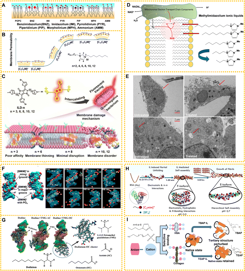 Ionic liquids revolutionizing biomedicine: recent advances and emerging ...
