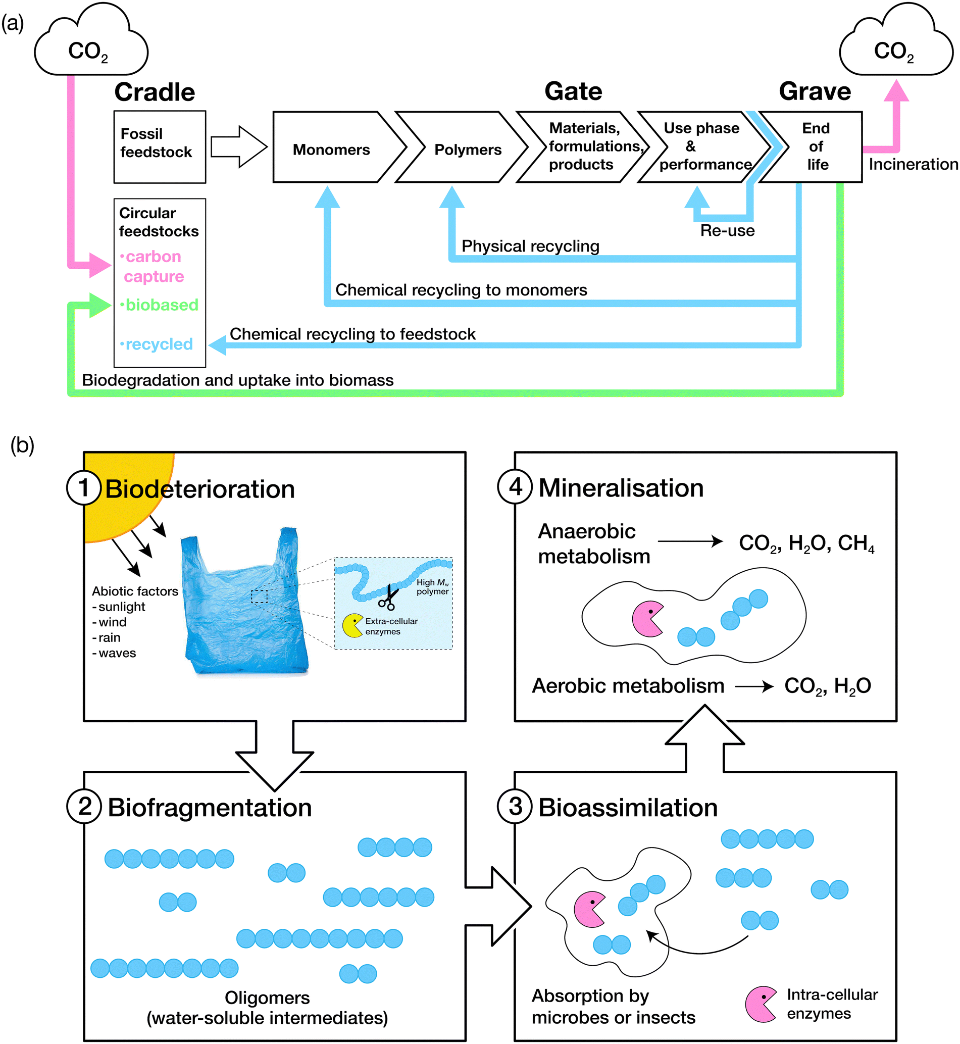 Designing biodegradable alternatives to commodity polymers - Chemical ...