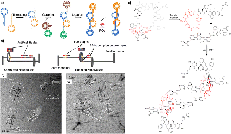 Daisy chain architectures: from discrete molecular entities to polymer ...