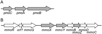 Methane monooxygenases; physiology, biochemistry and structure ...