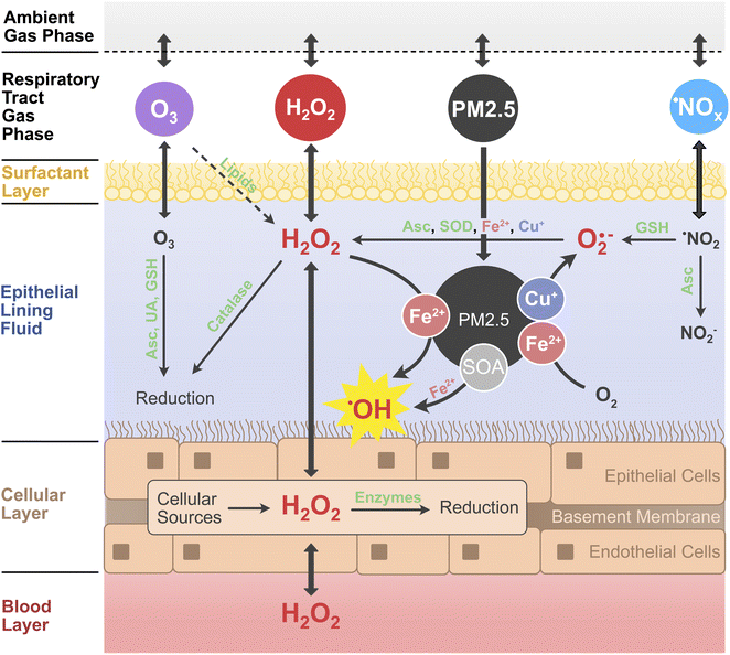 Influence of ambient and endogenous H 2 O 2 on reactive oxygen species ...